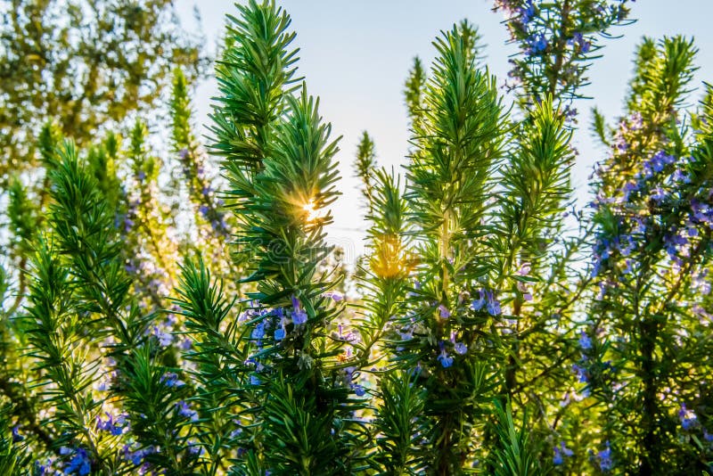 Branches of Rosemary in Spring Sunset Stock Photo - Image of fresh ...