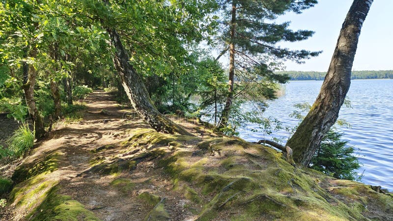 The Branches of Rowan, Birch and Pine Trees Lean Over the Lake Water ...