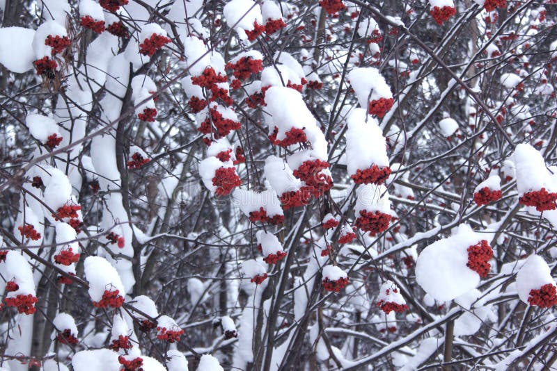 Branches Rowan Tree Covered with Snow and Hoarfrost. Stock Photo ...