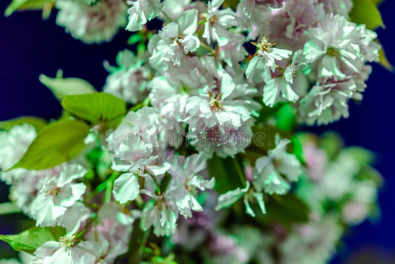 The Branches of Sakura Blooming at Night are Illuminated by Artificial ...