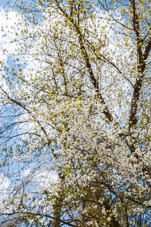 Branches Sakura with Blossoms on Tree in Streets in the City. Tree ...