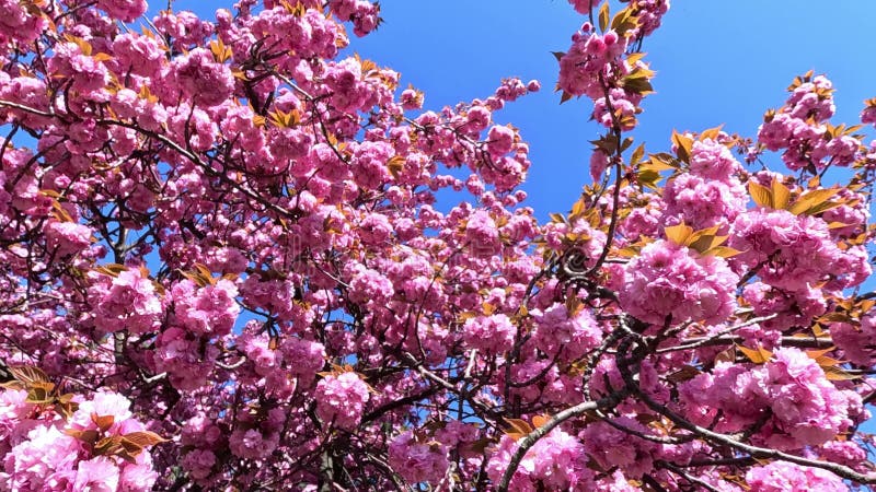 Branches of Sakura Japanese Cherry Blossoms with Pink Flowers, Sakura ...
