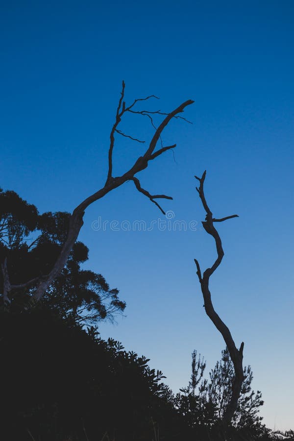Branches by the Beach in Australia Stock Photo - Image of tropical ...