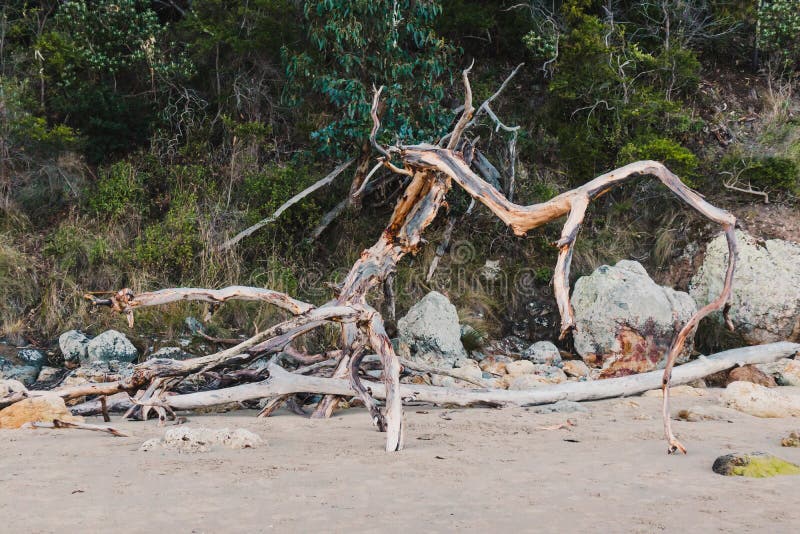 Branches by the Beach in Australia Stock Image - Image of oceania ...