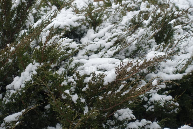 Branches of Savin Juniper Covered with Snow Stock Photo - Image of ...