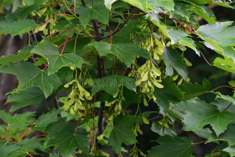 Branches with Seeds of Acer Pseudoplatanus Tree. Stock Photo - Image of ...