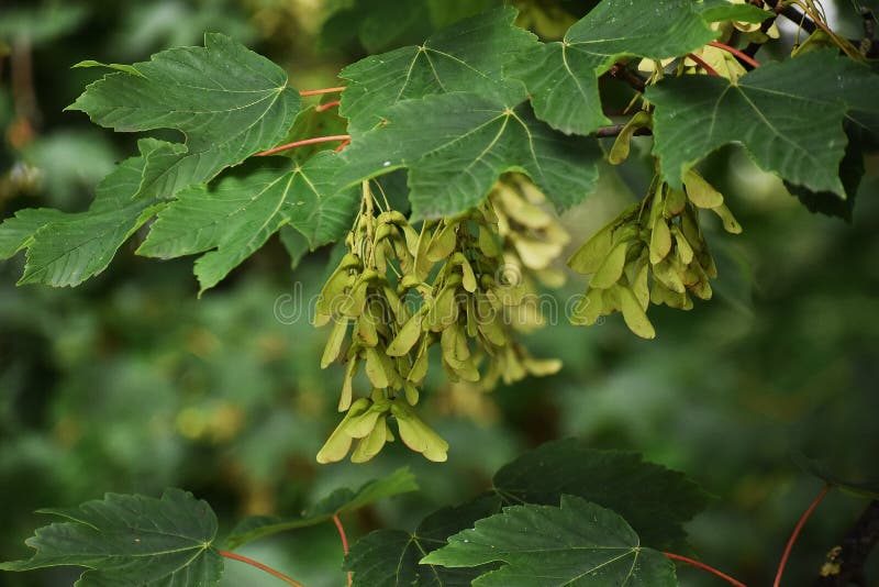 Branches with Seeds of Acer Pseudoplatanus Tree. Stock Image - Image of ...