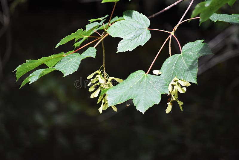 Branches with Seeds of Acer Pseudoplatanus Tree. Stock Image - Image of ...