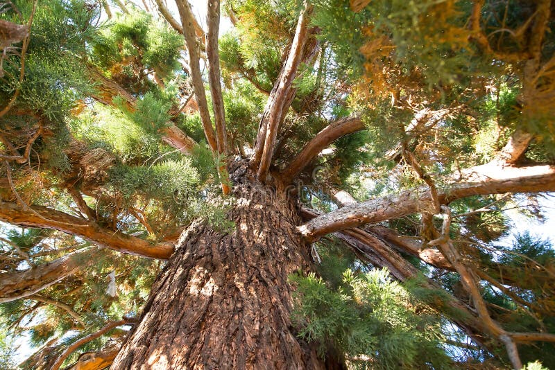 Sequoia Giant Forest Museum Trailhead, USA Stock Image - Image of ...