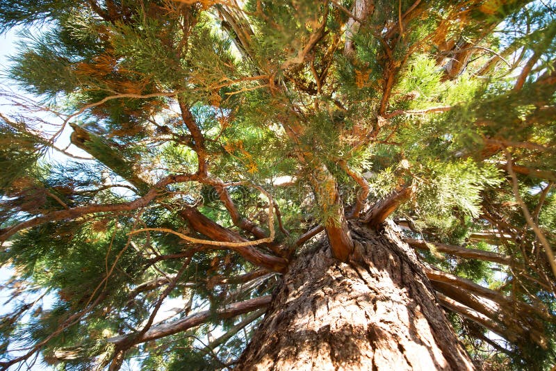 Sequoia Giant Forest Museum Trailhead, USA Stock Image - Image of ...