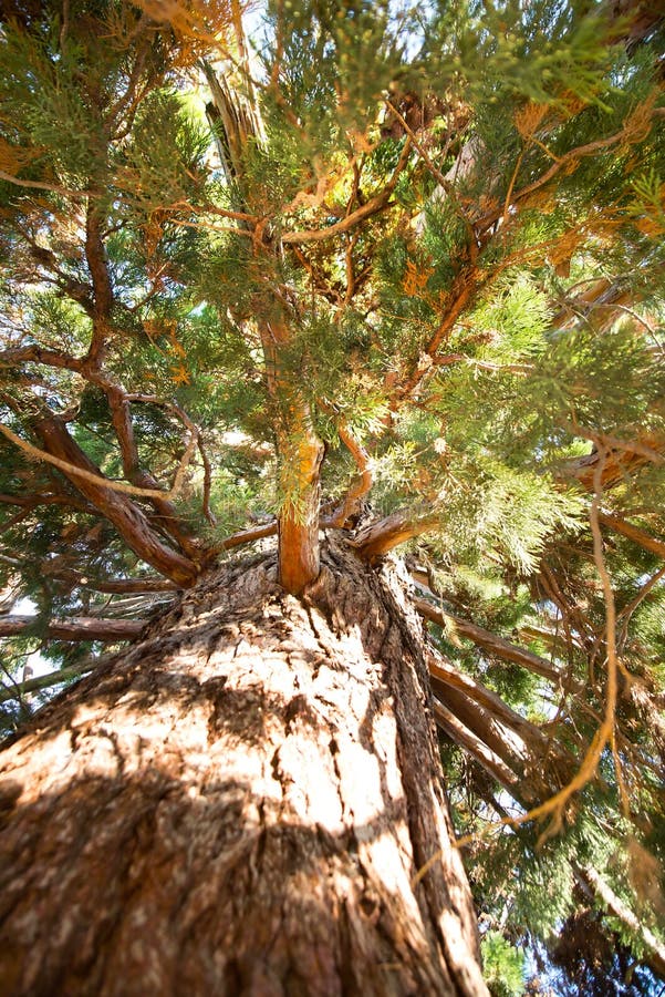 Sequoia Giant Forest Museum Trailhead, USA Stock Image - Image of ...