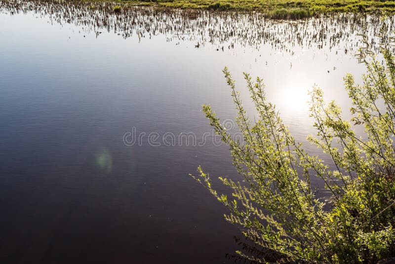 Branches of a Shrubbery with Young Green Leaves on the Background of a ...