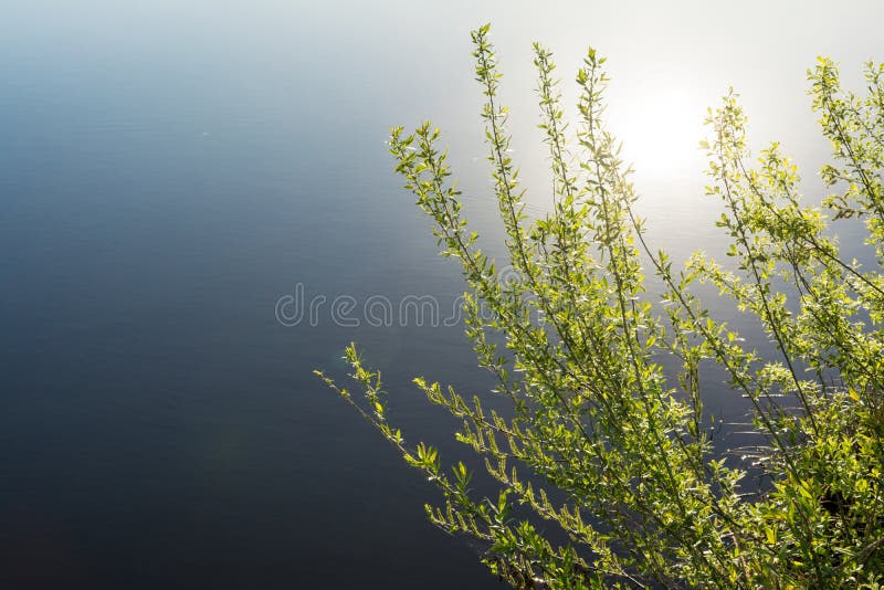 Branches of a Shrubbery with Young Green Leaves on the Background of a ...