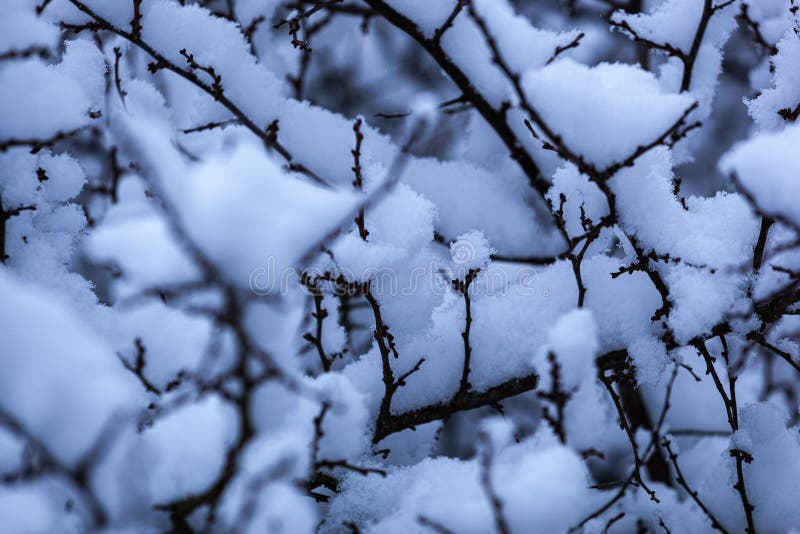 Branches of Shrubs Covered with Fresh Snow Stock Photo - Image of ...