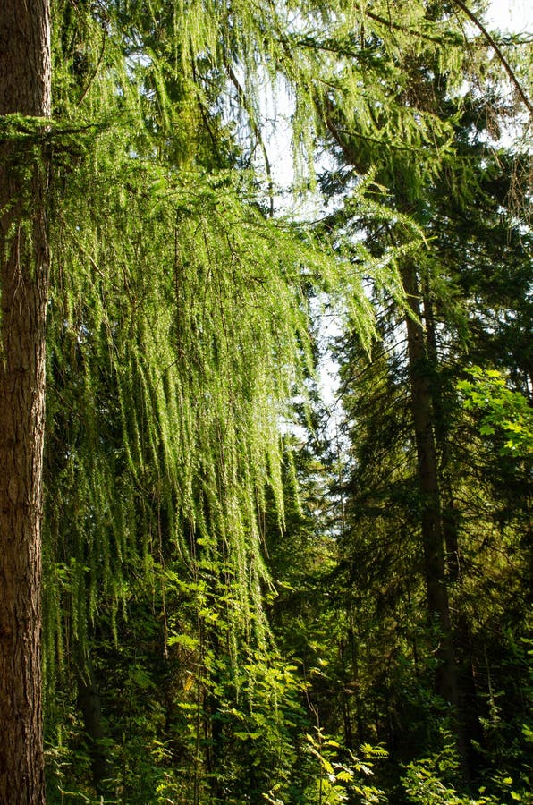 Branches of the Siberian Larch Tree on a Sunny Day. Vertical Photo of a ...
