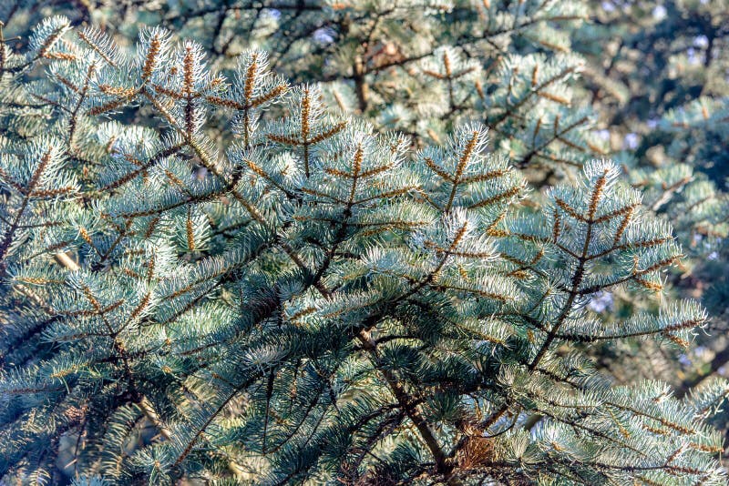 Branches of a Silver Spruce Stock Image - Image of plant, coniferous ...