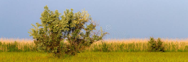 Silverberry (Elaeagnus Commutata) Plant Leaves Stock Photo - Image of ...