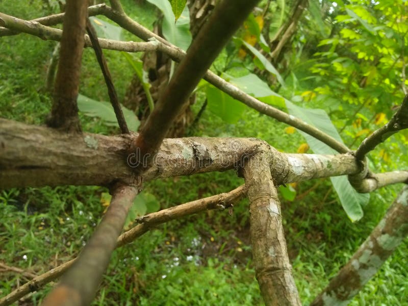 Branches stock image. Image of grow, tress, small, branches - 137183739