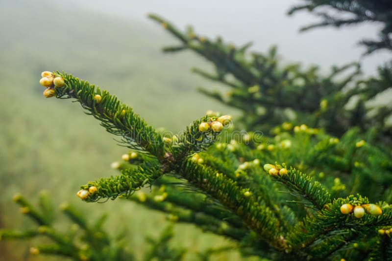 Branches of Small Fir Trees on the Top of the Mountain Stock Photo ...