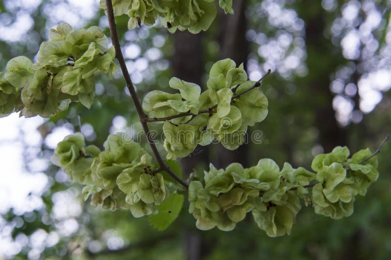 Branches of Small - Leaved Elm Stock Image - Image of outdoors ...