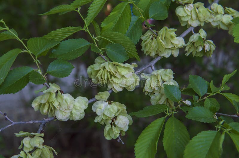 Branches of Small - Leaved Elm Stock Image - Image of small, color ...