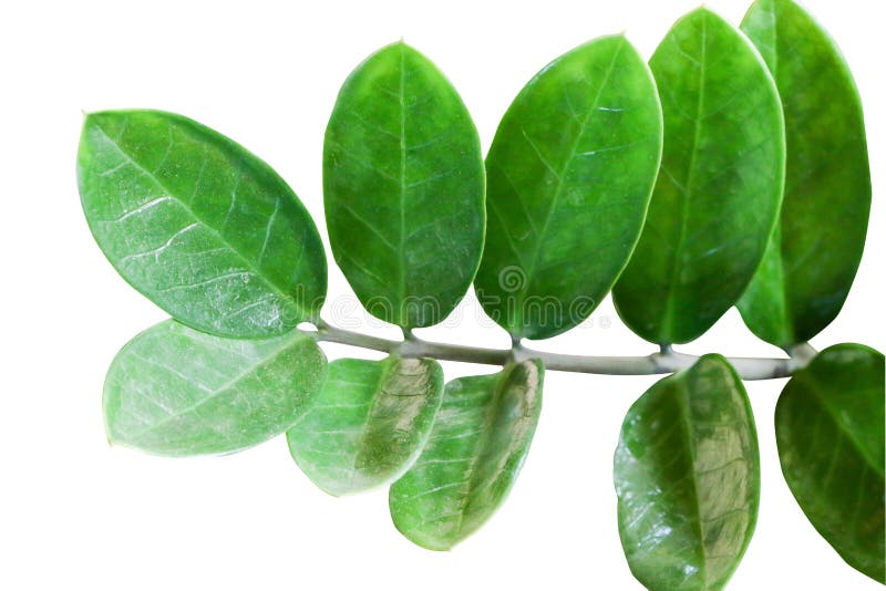 Branches of Small Leaves on Isolated White Backgrounds Stock Image ...