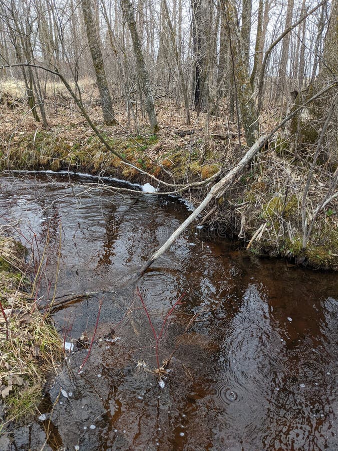 Branches Fallen into a Stream on a Cloudy Fall Day Stock Image - Image ...