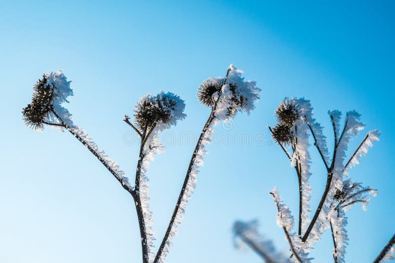 Branches in the Snow at Dawn Stock Image - Image of dawn, street: 110512993