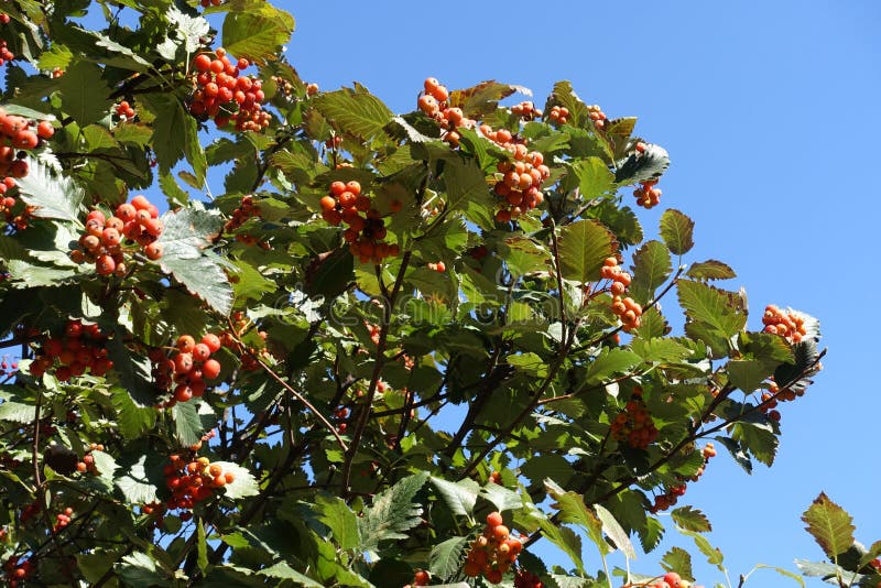 Branches of Sorbus Aria with Berries Against Blue Sky in September ...