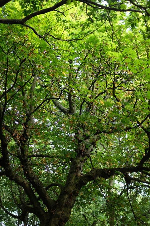 Tall Tree with a Strong, Textured Trunk Supporting a Canopy of Vibrant ...