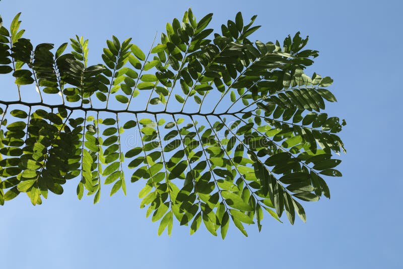 The Branches Spread Out To Shade the Sun. Stock Image - Image of clear ...