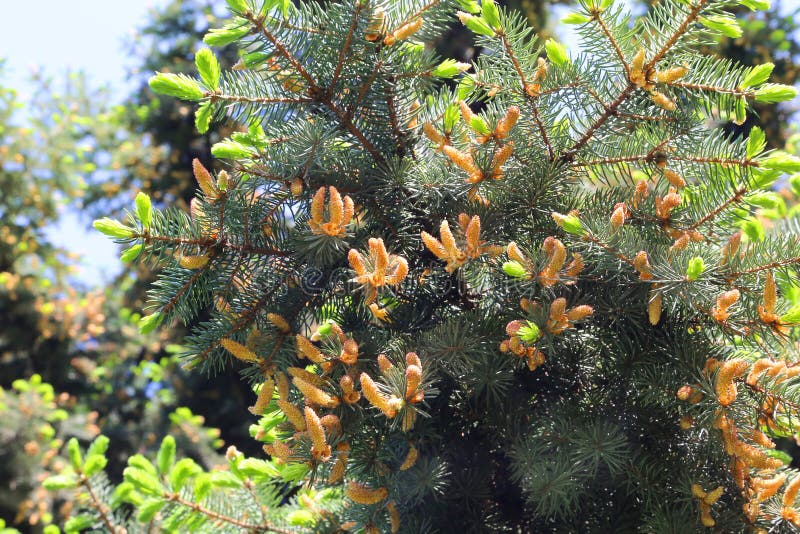 Branches of Spring Coniferous Tree with Fresh Sprouts Stock Photo ...