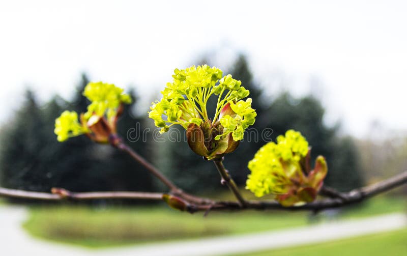 Branches of Spring Flowers of the Norway Maple. Blooming Norway Maple ...