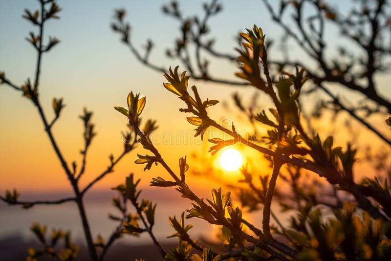Branches with Spring Leaves during Sunset Stock Photo - Image of summer ...