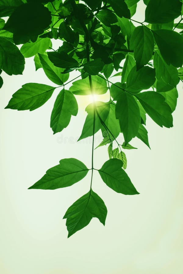 Branches of Spring Maple Tree with Green Leaves in Sunlight. Nature ...