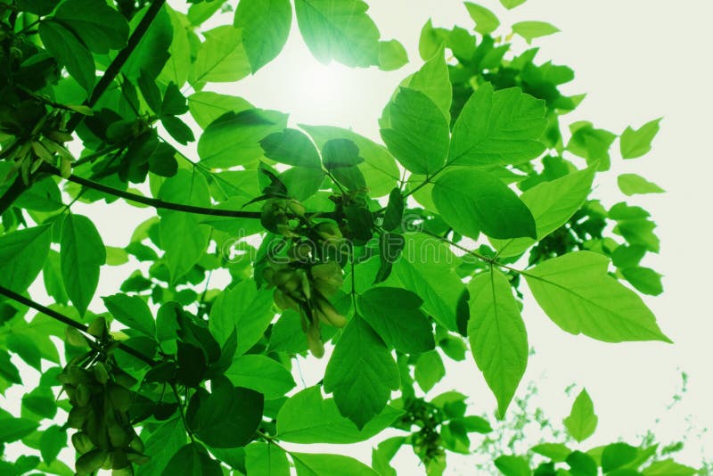 Branches of Spring Maple Tree with Leaves in Sunlight. Green Nature ...