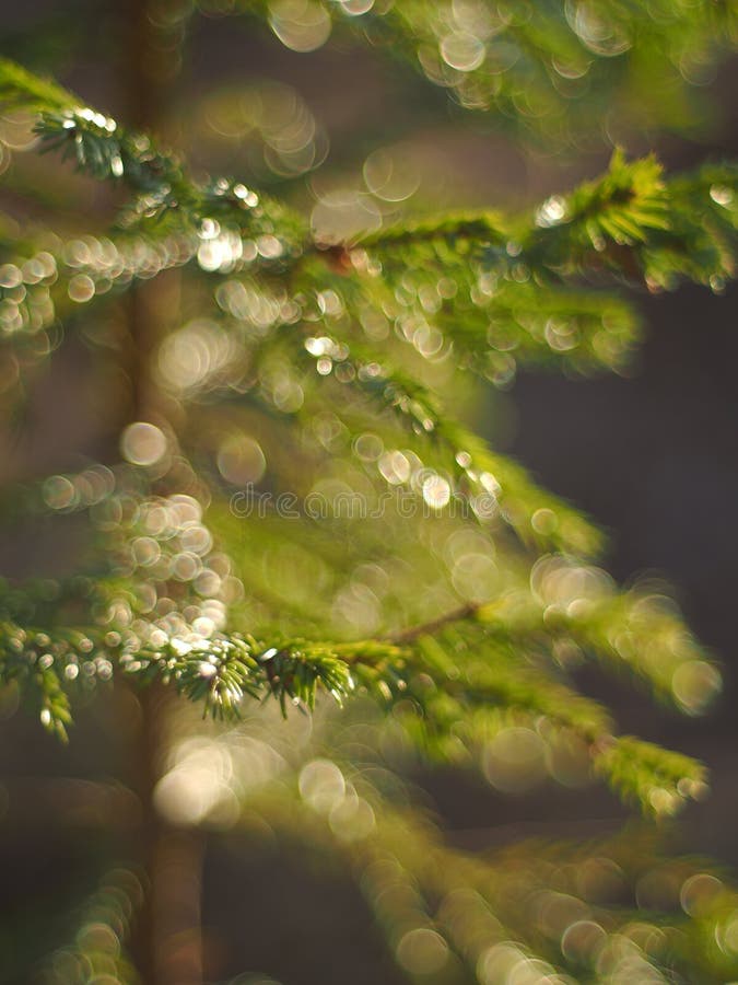 Branches Spruce in the Forest. Spring Stock Photo - Image of branch ...