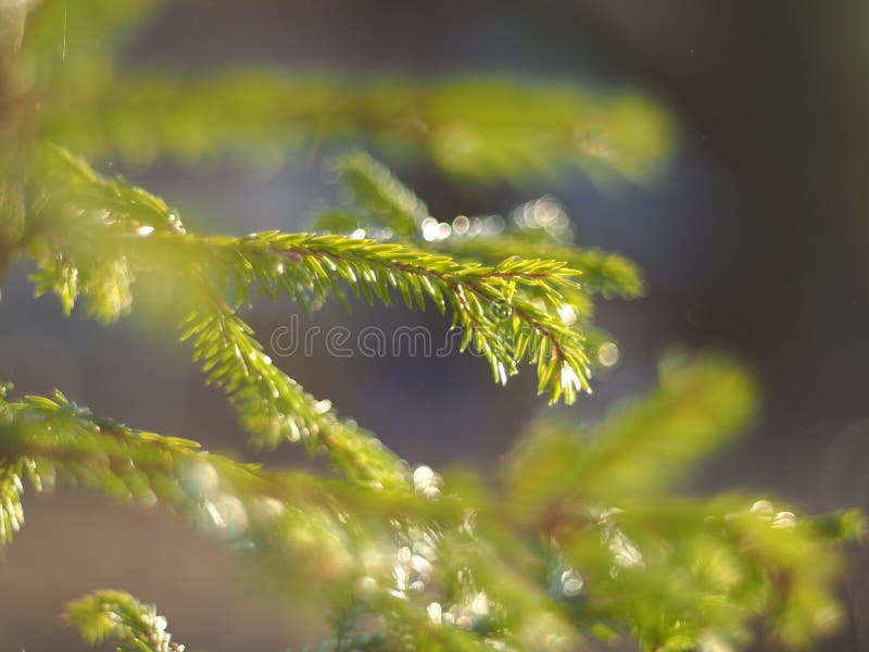 Branches Spruce in the Forest. Spring Stock Image - Image of side, bump ...