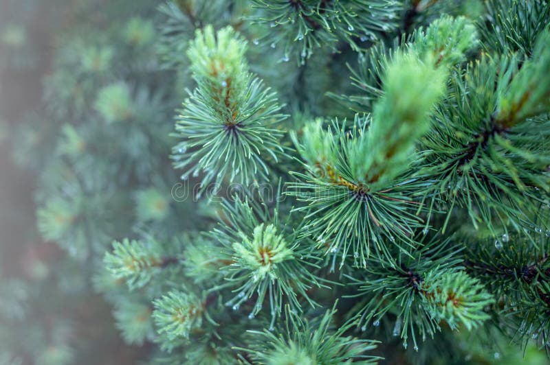The Branches of Spruce or Pine Close-up. Stock Photo - Image of macro ...