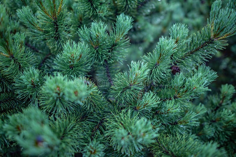 The Branches of Spruce or Pine Close-up. Stock Image - Image of foliage ...
