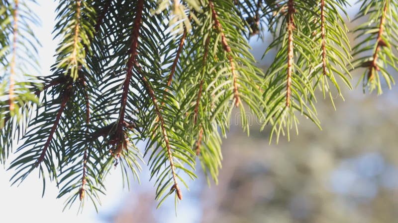 Branches of Spruce or Pine Trees in the Background of Sunlight. Stock ...