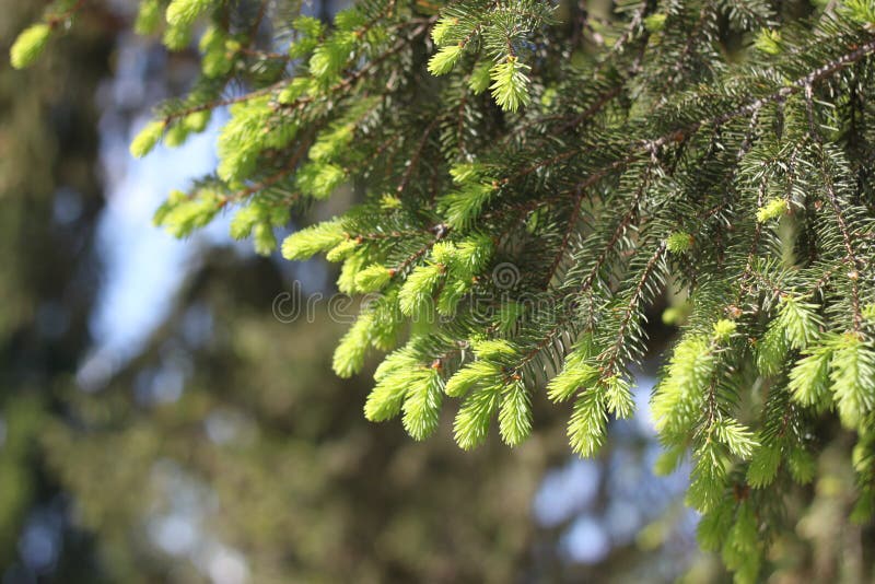 Branches, and Spruce and Pine Trees, a Beautiful Background Stock Image ...
