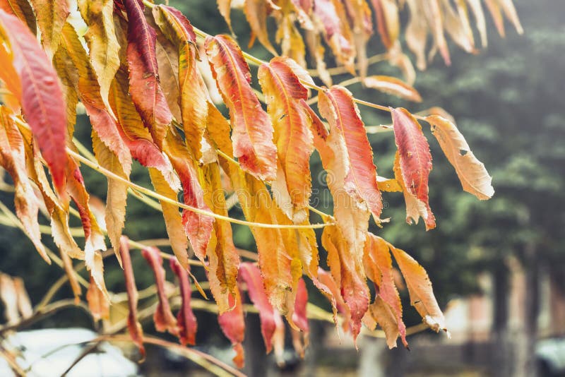 Branches of Staghorn Sumac Tree with Yellowed Leaves Stock Image ...