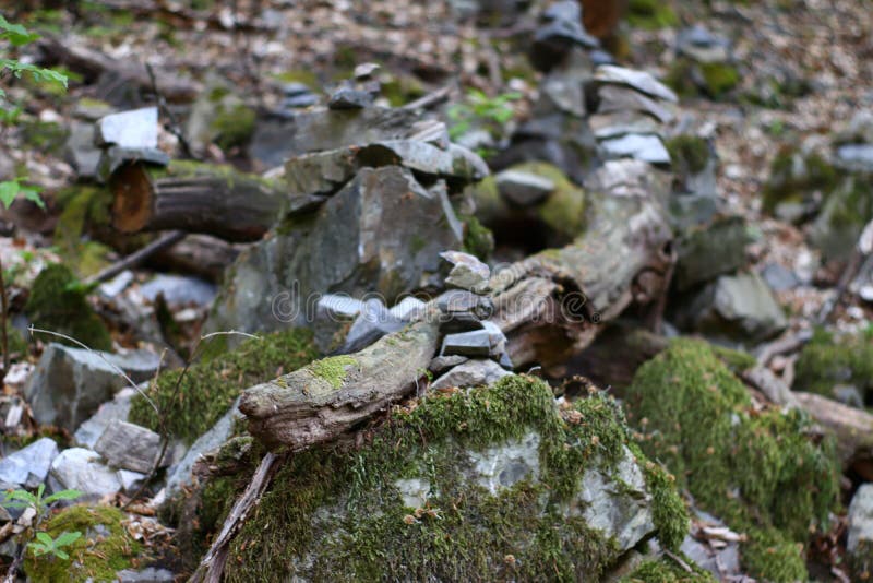 Branches and stones stock image. Image of plant, rock - 264432023
