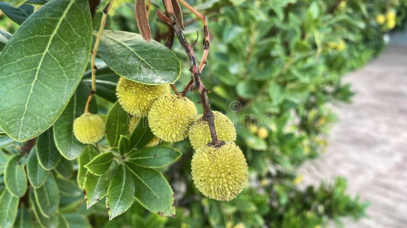 Branches of a Strawberry Tree with Fresh Fruit Stock Photo - Image of ...