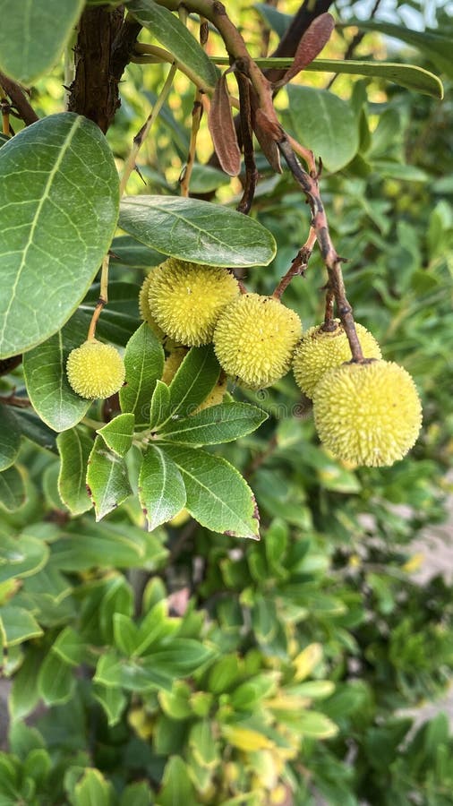 Branches of a Strawberry Tree with Fresh Fruit Stock Photo - Image of ...