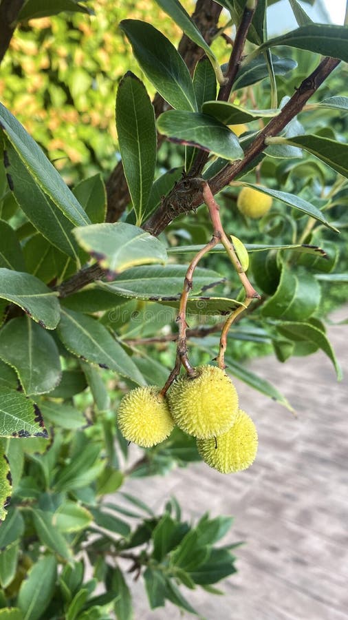 Branches of a Strawberry Tree with Fresh Fruit Stock Photo - Image of ...