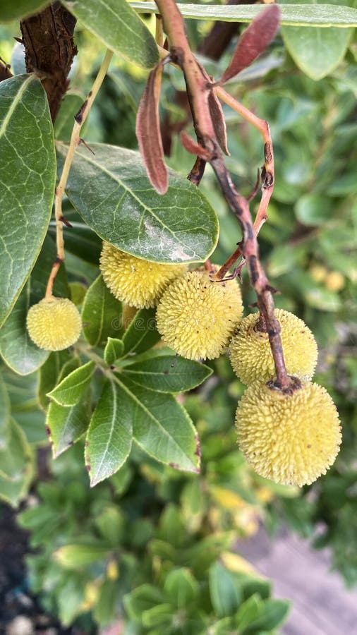 Branches of a Strawberry Tree with Fresh Fruit Stock Photo - Image of ...