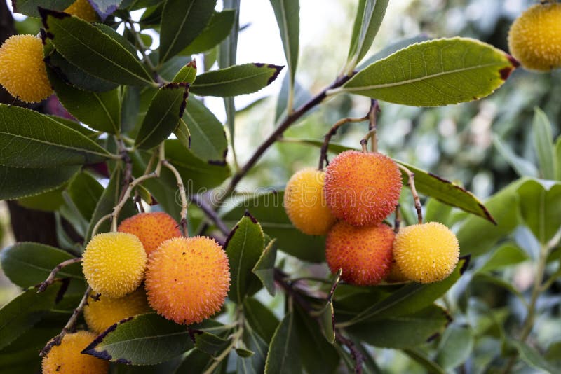 Branches of a Strawberry Tree with Ripe Fruit Stock Image - Image of ...