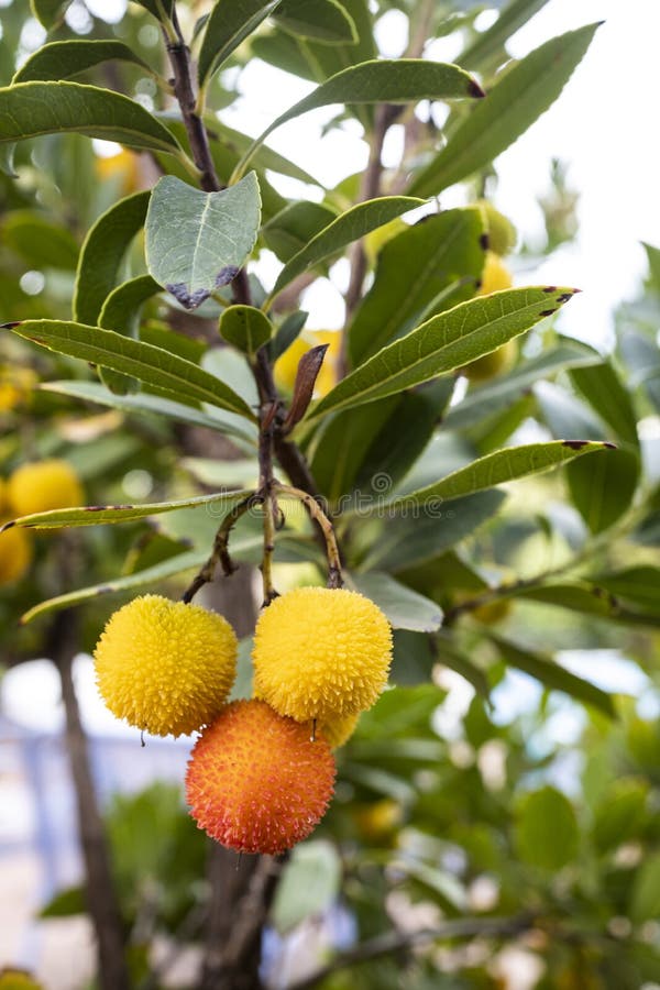 Branches of a Strawberry Tree with Ripe Fruit Stock Photo - Image of ...